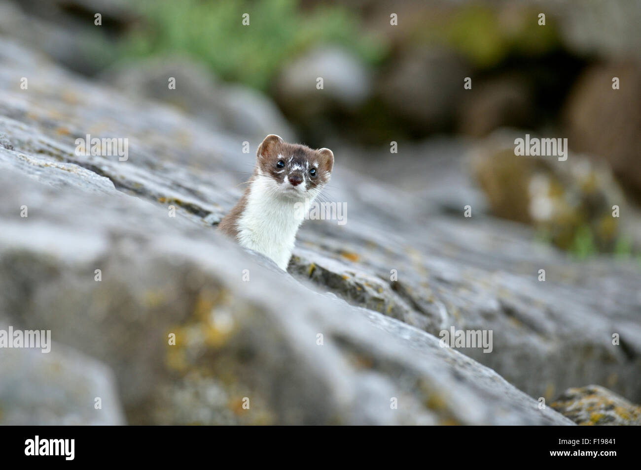 Hermelin mustela erminea -Fotos und -Bildmaterial in hoher Auflösung ...
