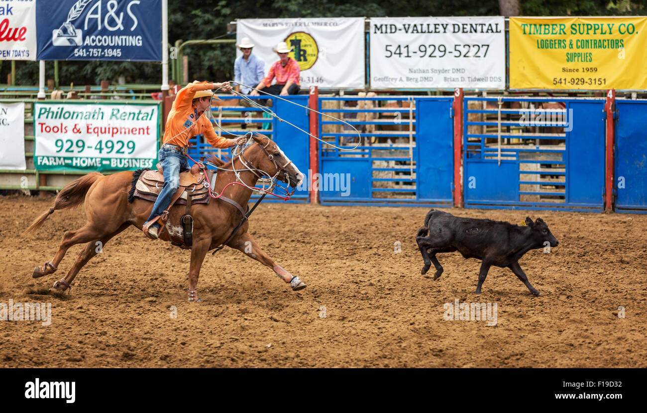 Cowboy roping ochse -Fotos und -Bildmaterial in hoher Auflösung – Alamy