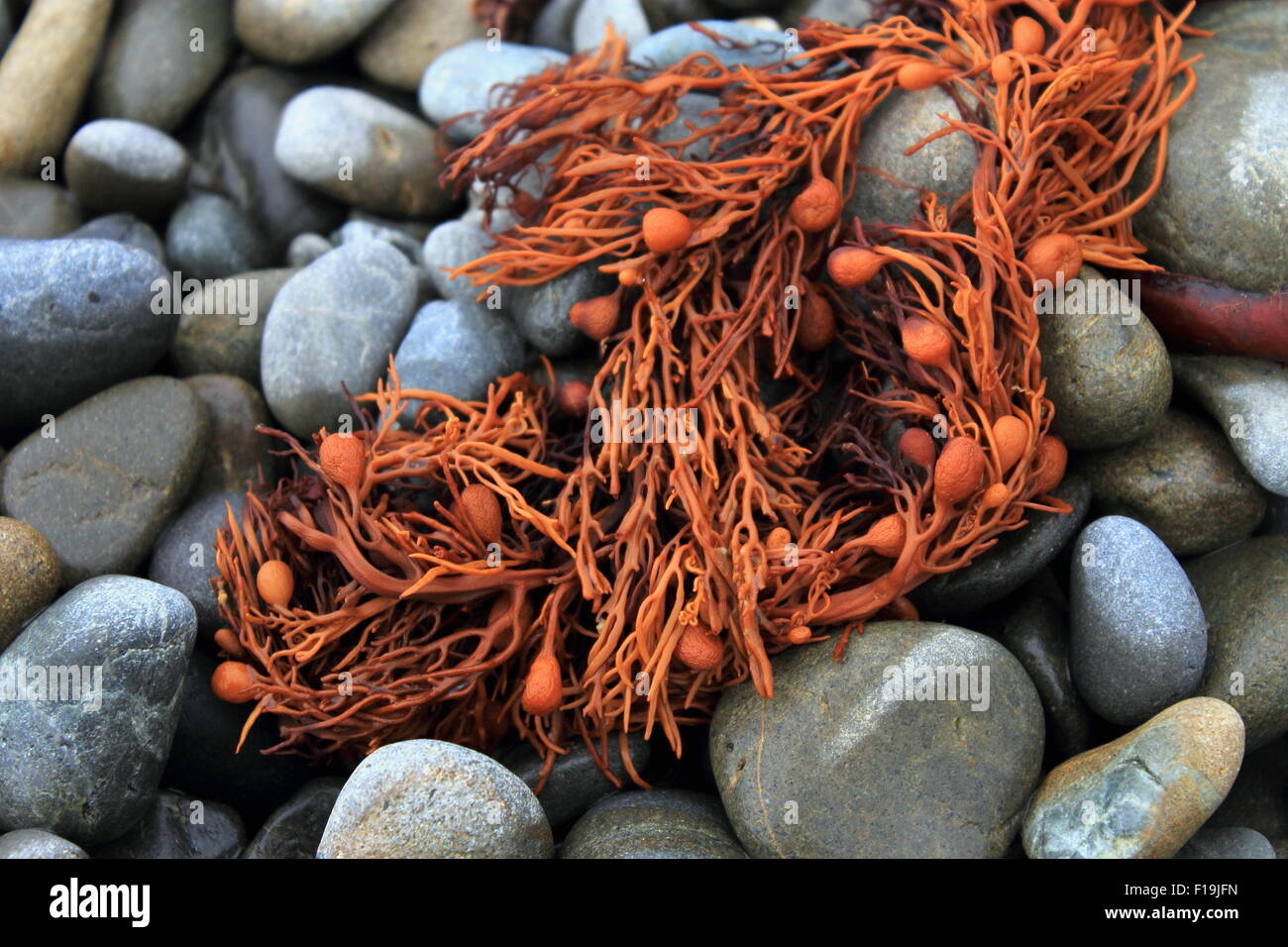 Algen an einem steinigen Strand Stockfotografie - Alamy