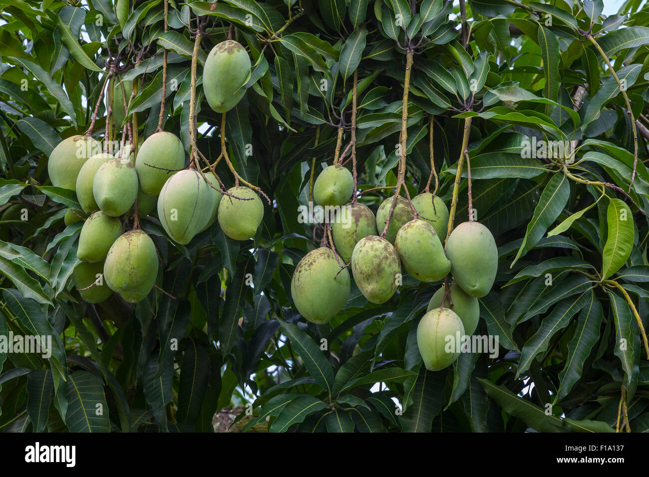 Mango Plantation Stockfotos & Mango Plantation Bilder - Alamy