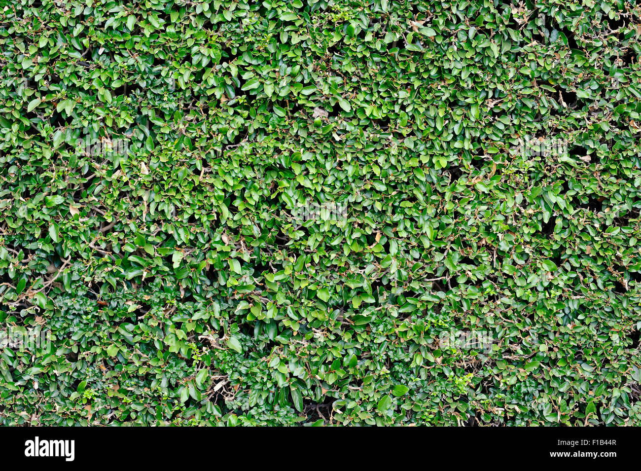 Boxwood hedge buxus sempervirens -Fotos und -Bildmaterial in hoher ...