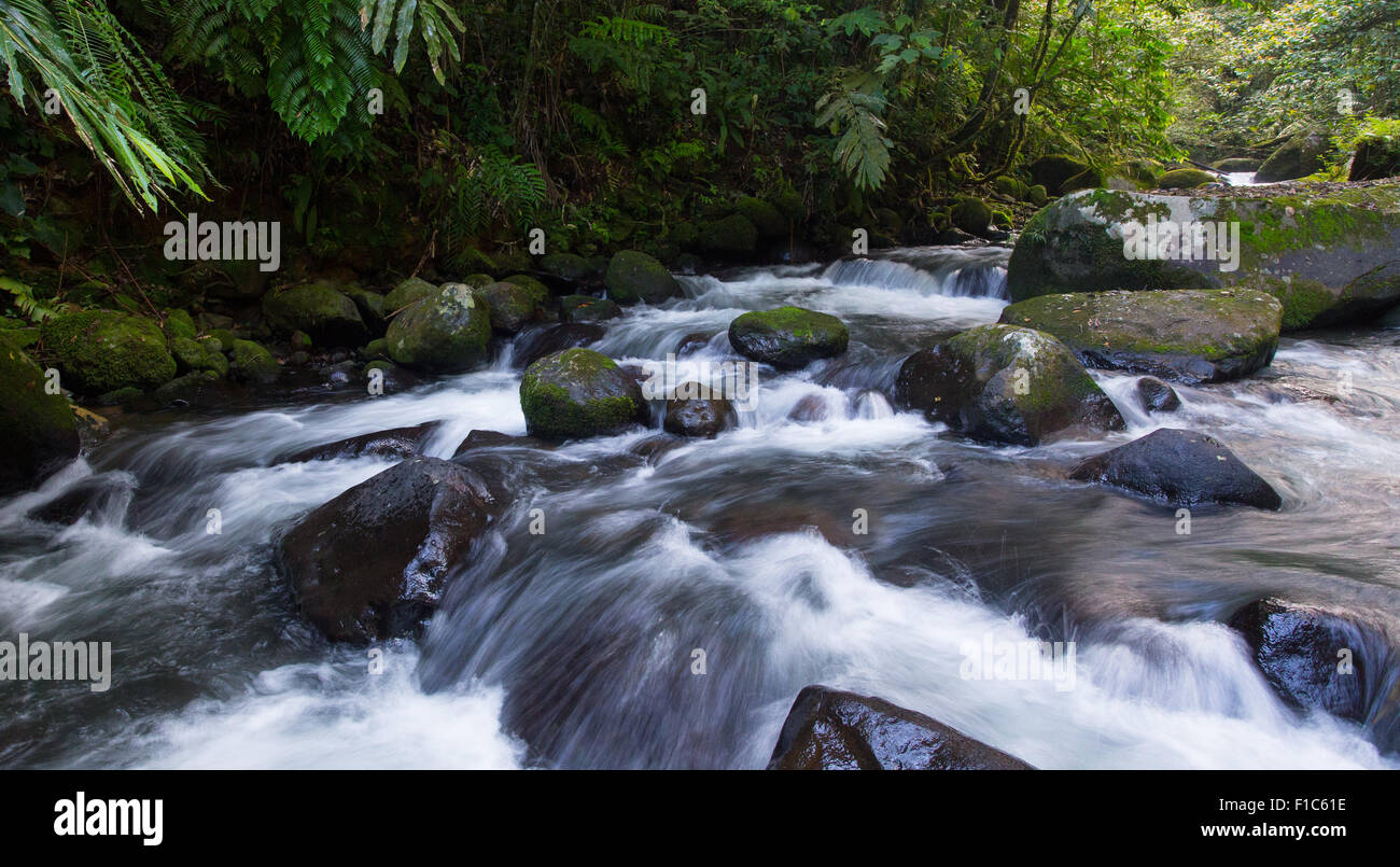 Gunung halimun salak nationalpark -Fotos und -Bildmaterial in hoher ...