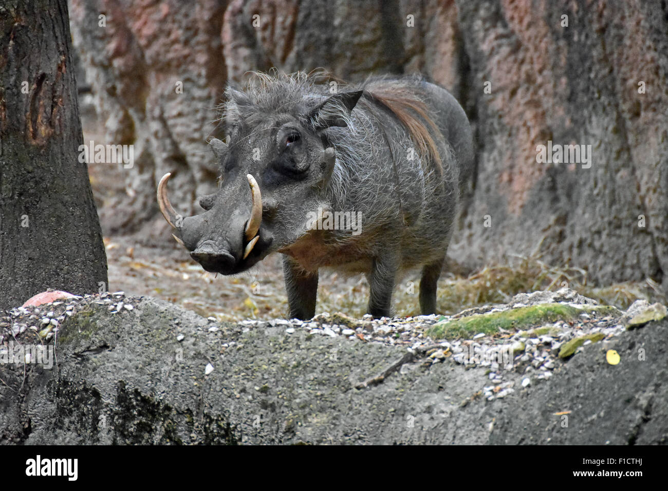 Boar tusk -Fotos und -Bildmaterial in hoher Auflösung – Alamy