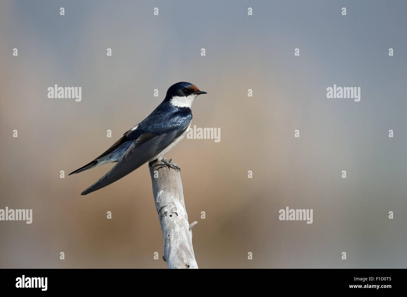 Afrikanische schwalbe -Fotos und -Bildmaterial in hoher Auflösung – Alamy