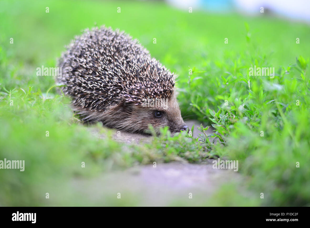 Junge Igel im natürlichen Lebensraum Stockfotografie - Alamy