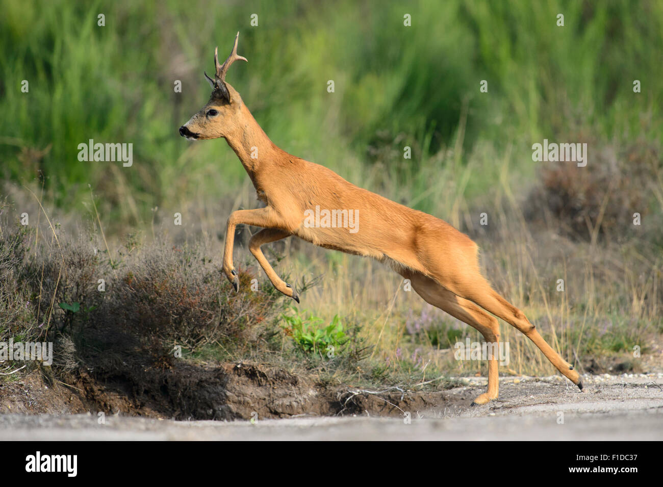 Springenden Reh Bock Stockfotografie - Alamy