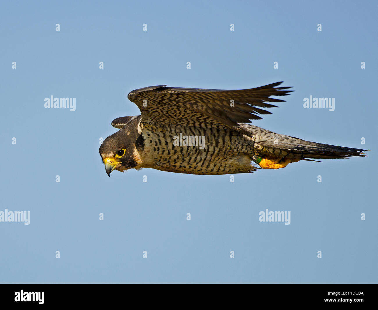 Wanderfalke Vogel Falco Peregrinus Stockfotos und -bilder Kaufen - Alamy