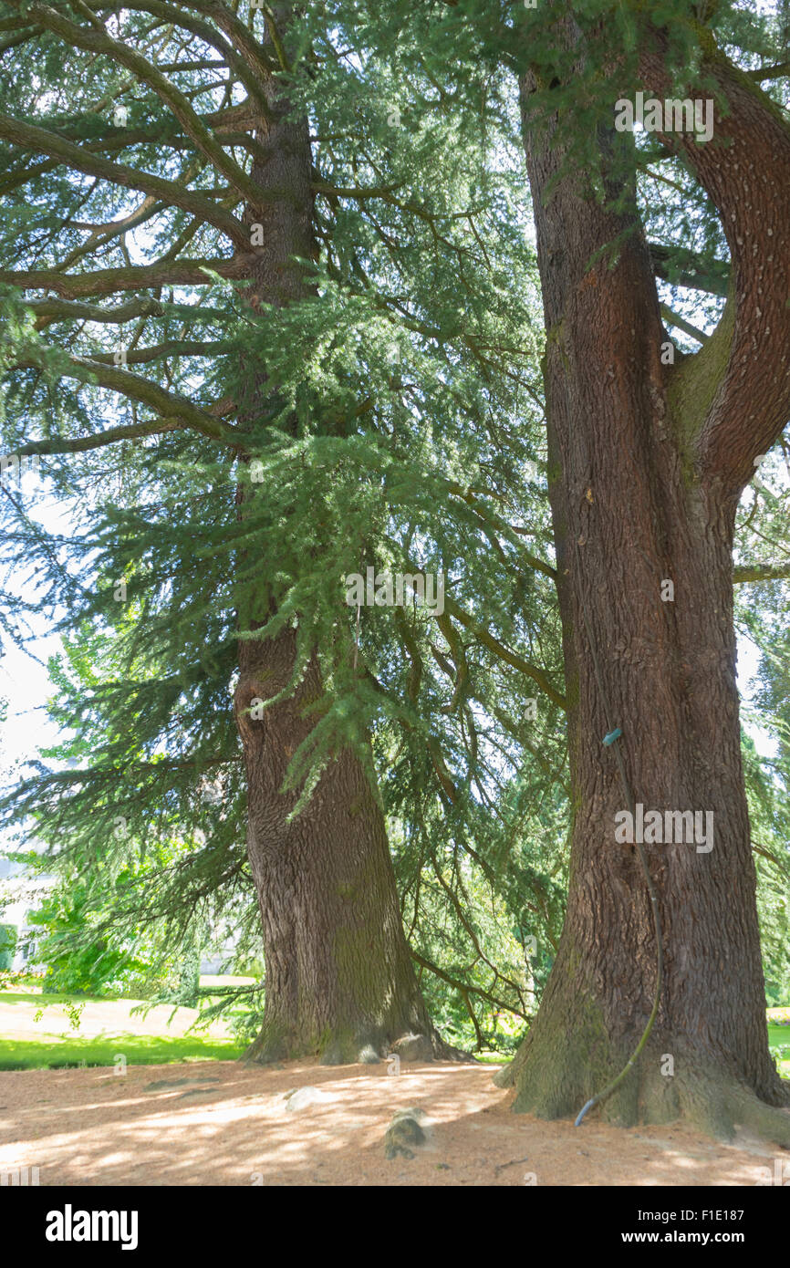 Baum, Jardines De La Granja de San Ildefonso, Sehenswürdigkeiten in ...
