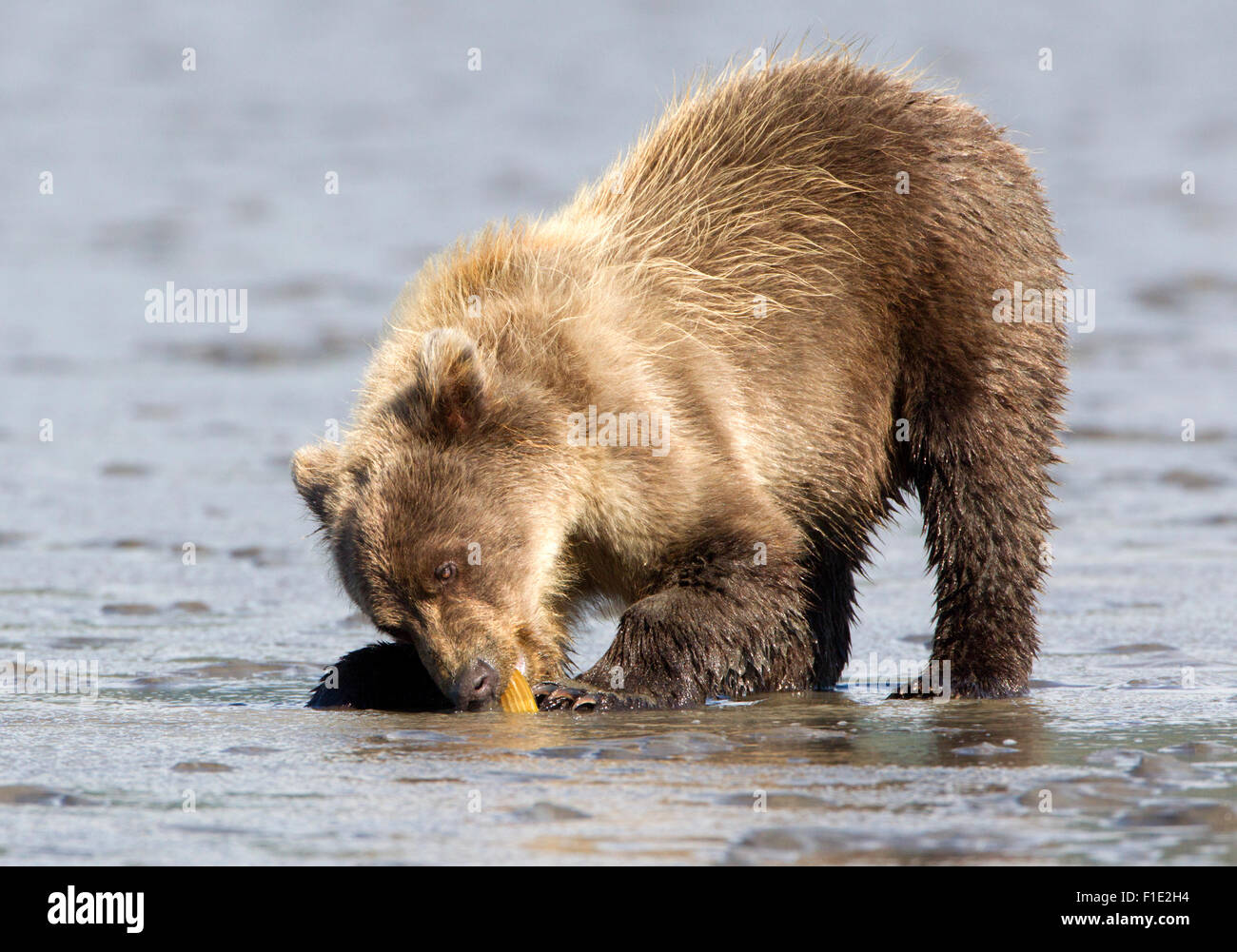 Rasiermesser Muschel Stockfotos und -bilder Kaufen - Alamy