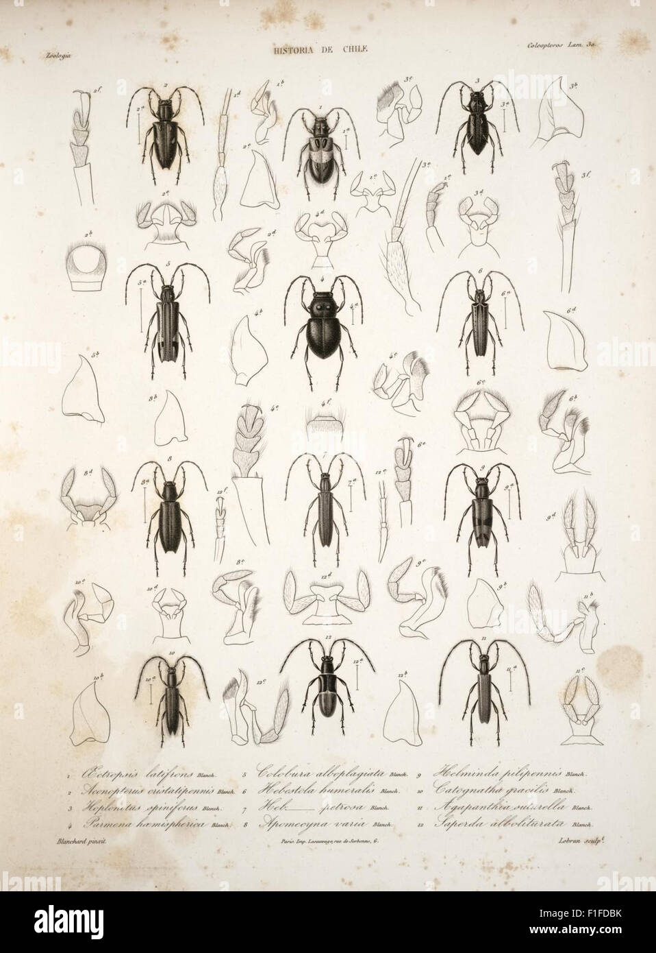 Eine umfassende Studie über die physische und politische Geschichte Chiles auf der Grundlage von ...
