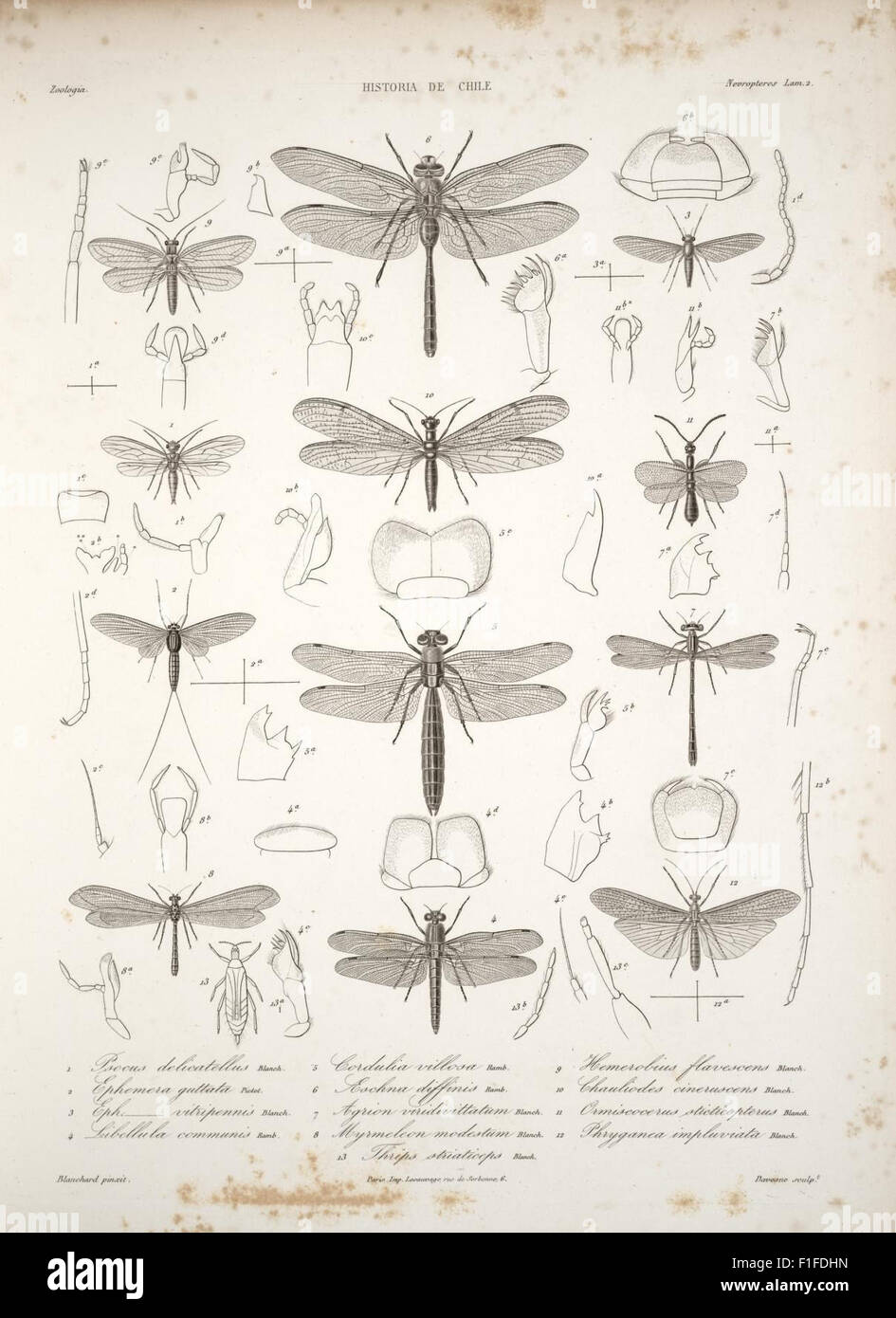 *Historia fisica y politica de Chile* ist eine detaillierte Darstellung der physischen und ...