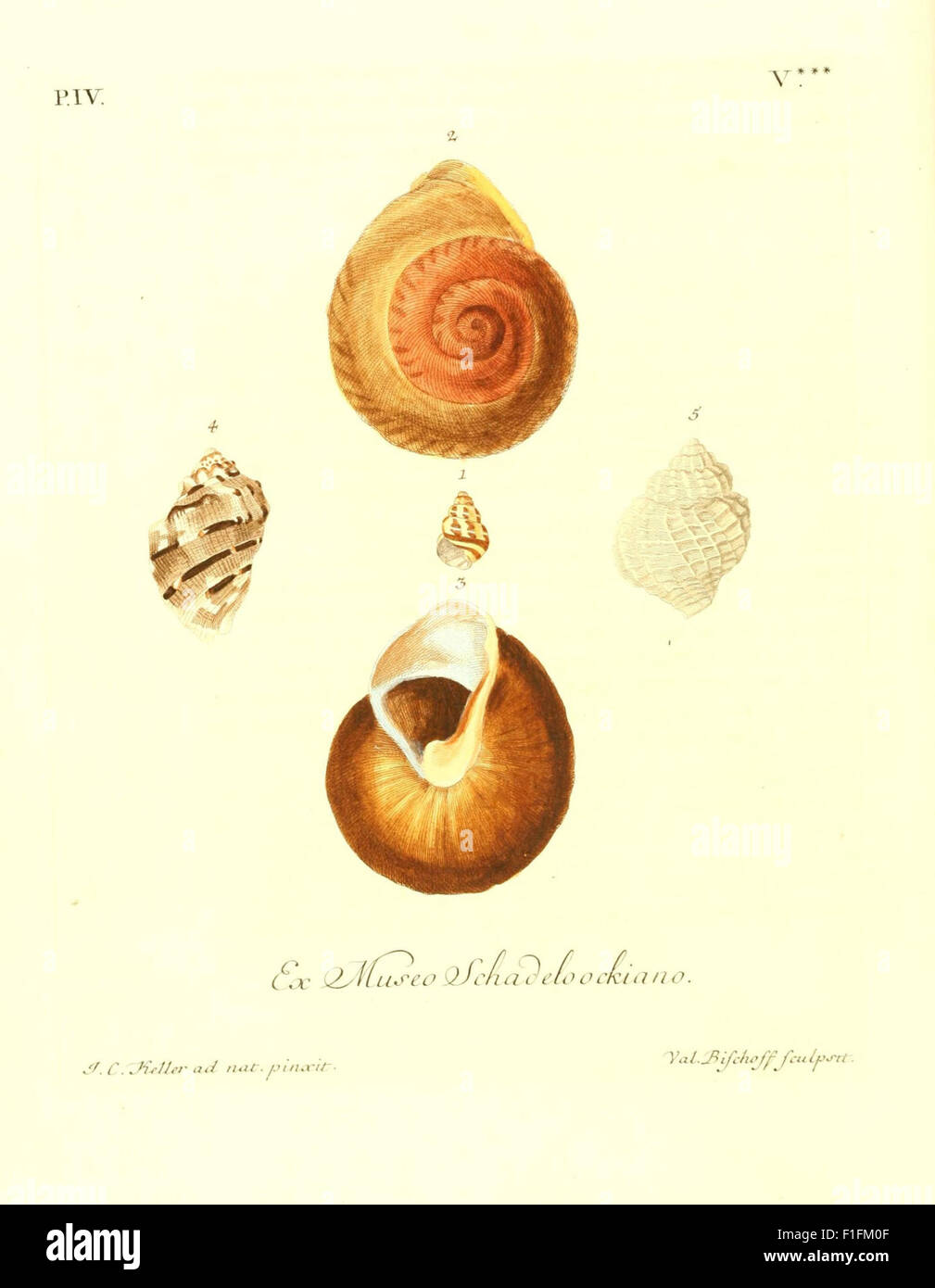 Dieses Werk aus dem 18. Jahrhundert, „Les délices des yeux et de l ...