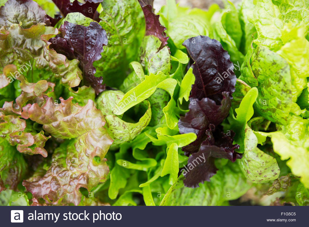 Roter blattsalat -Fotos und -Bildmaterial in hoher Auflösung – Alamy