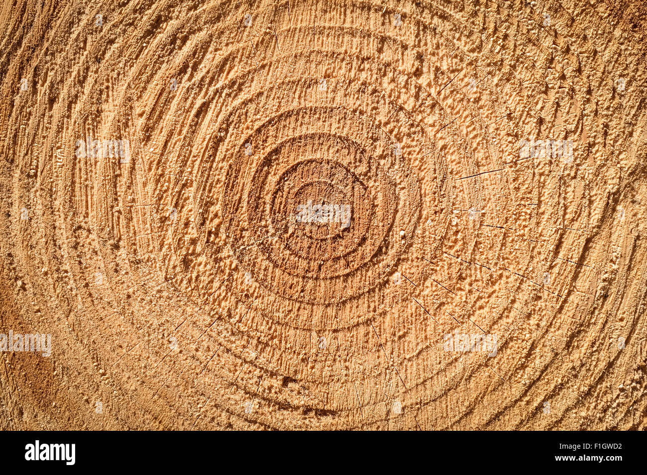 Tree trunk rings -Fotos und -Bildmaterial in hoher Auflösung – Alamy