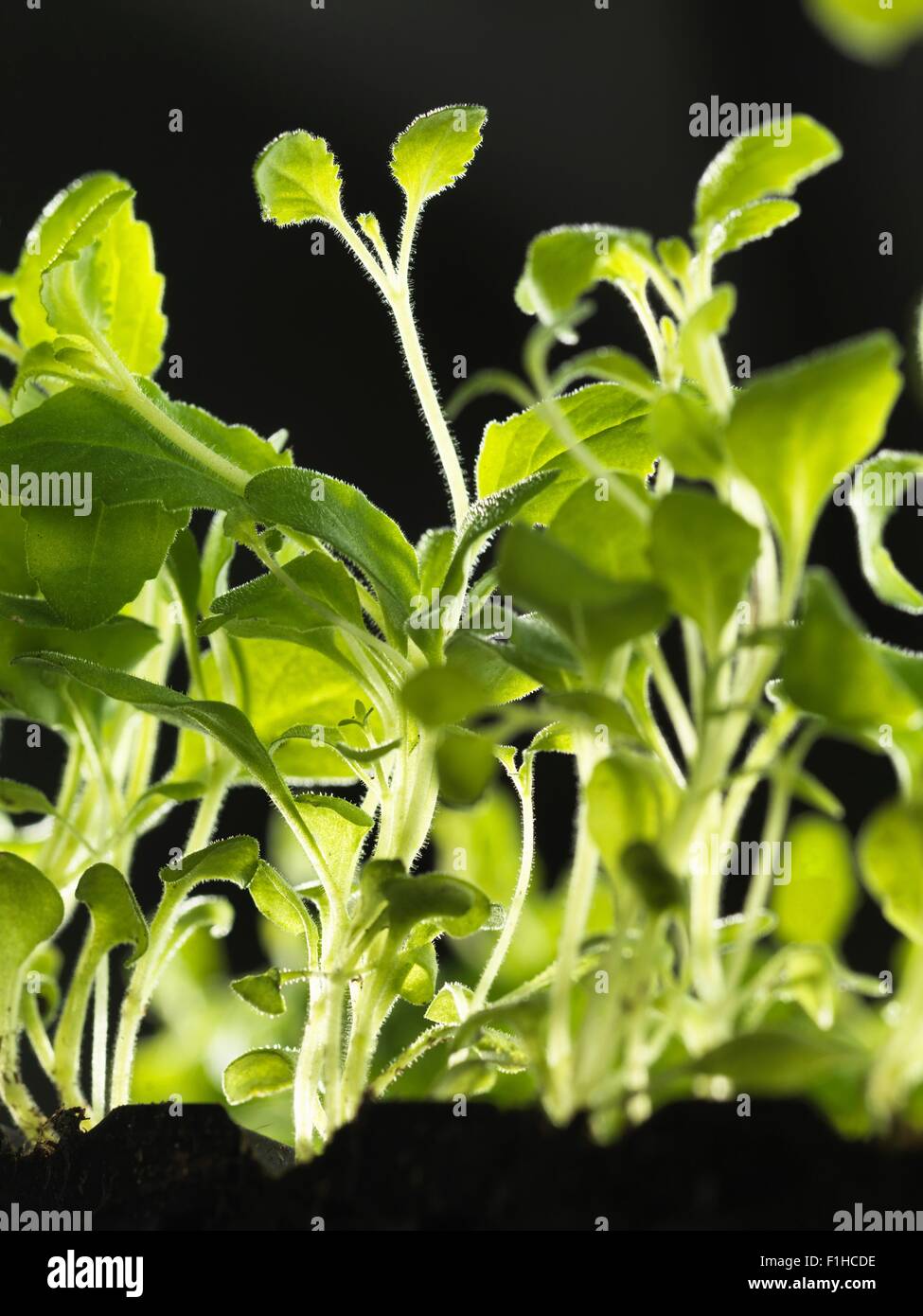 Seedlings tray -Fotos und -Bildmaterial in hoher Auflösung – Alamy