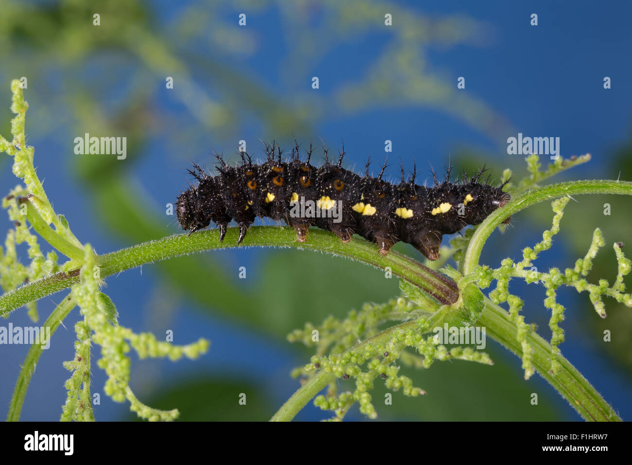 Admiral raupe -Fotos und -Bildmaterial in hoher Auflösung – Alamy