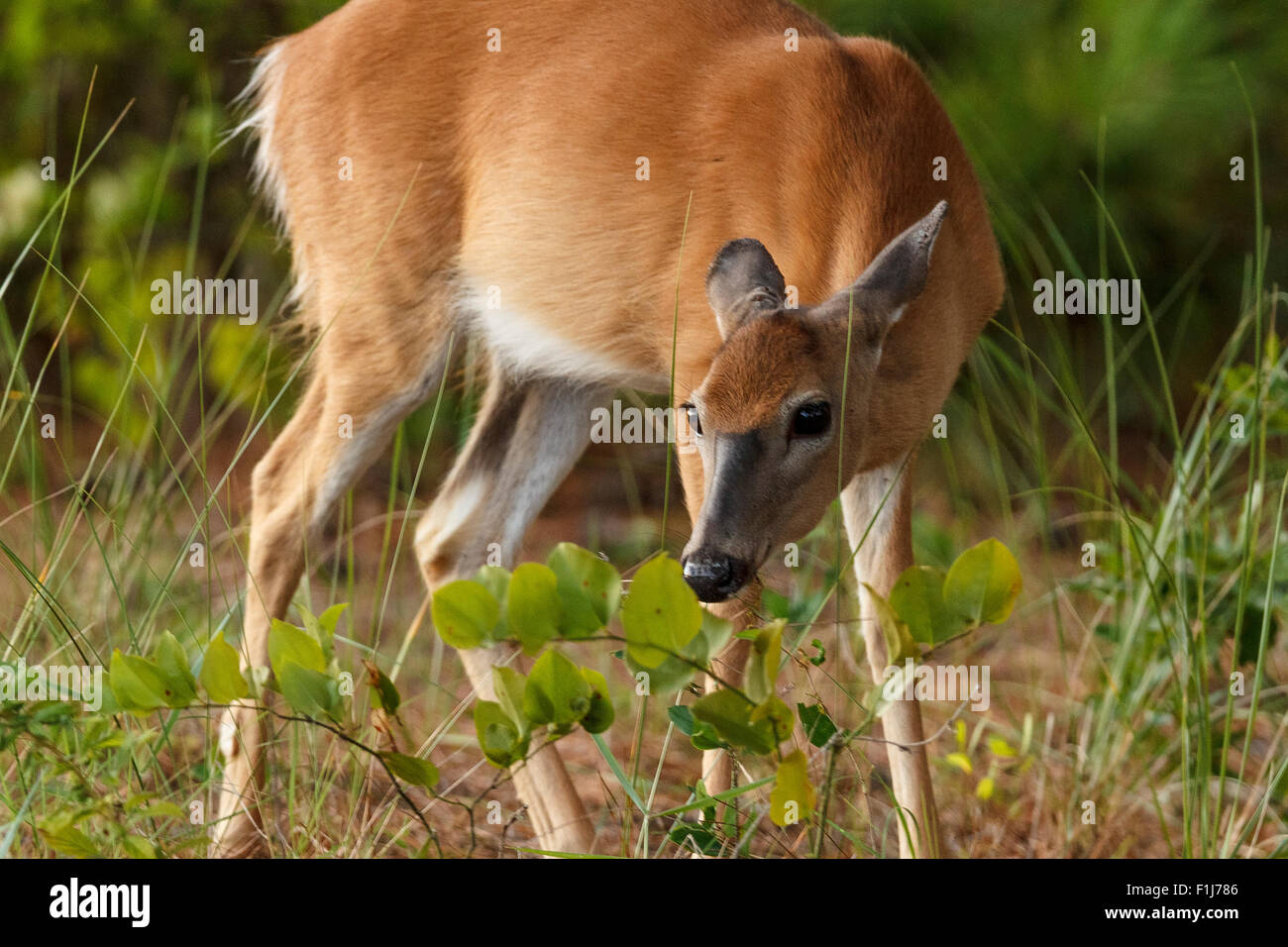 White sika deer -Fotos und -Bildmaterial in hoher Auflösung – Alamy
