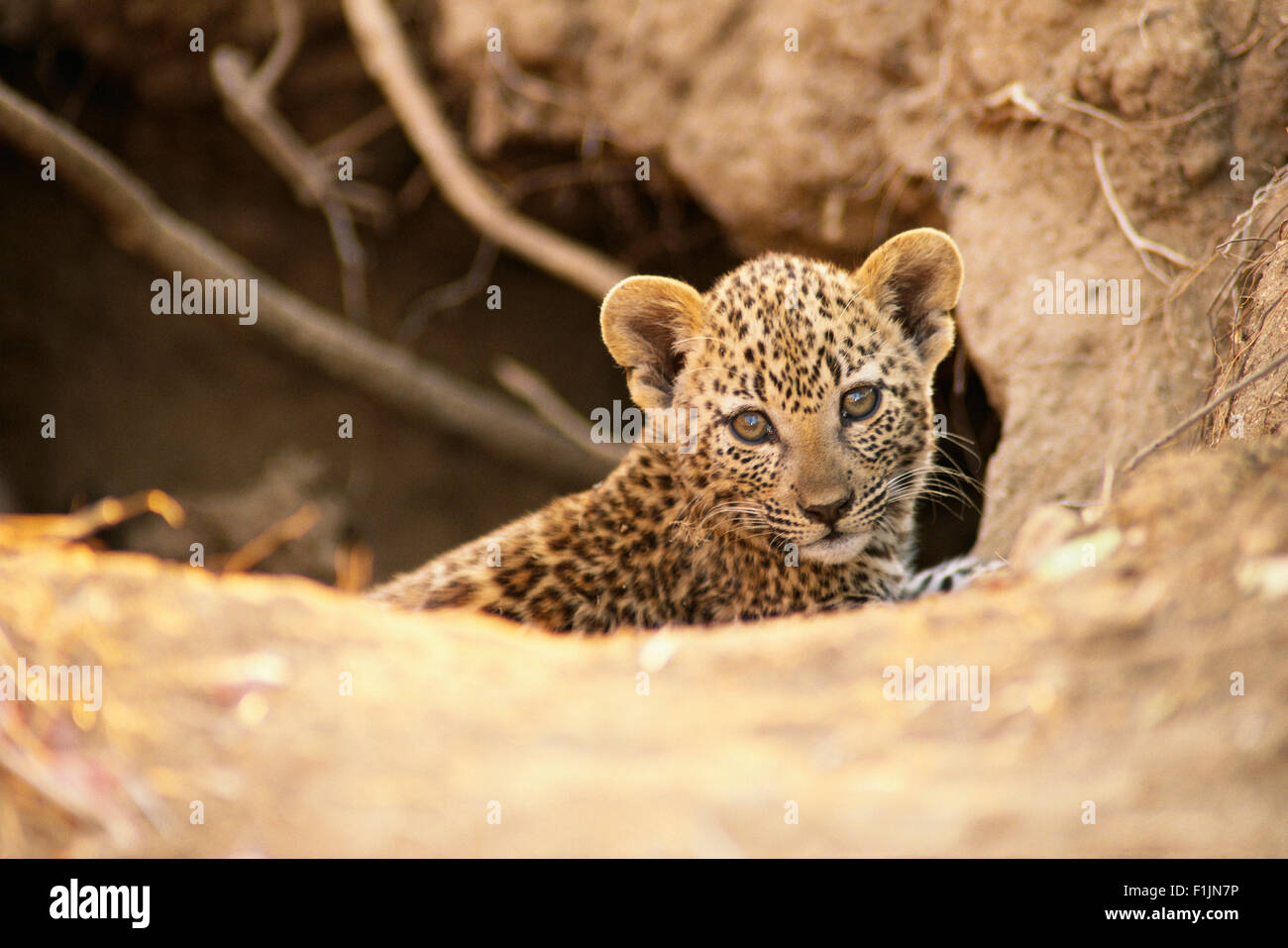 Cute baby leopard cub close up -Fotos und -Bildmaterial in hoher ...