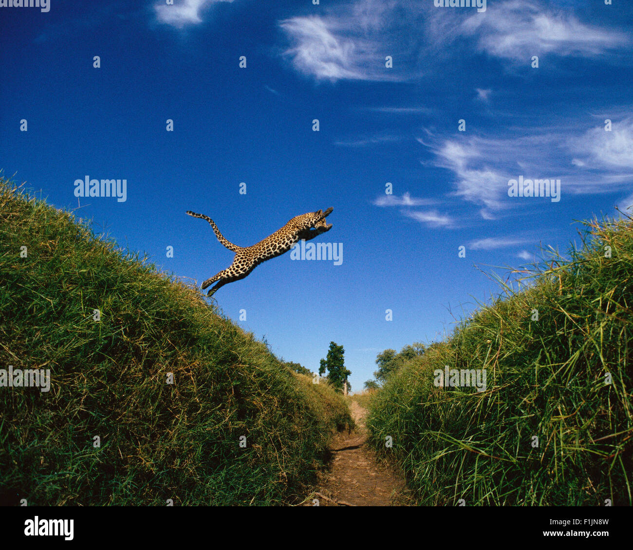 Jumping leopard -Fotos und -Bildmaterial in hoher Auflösung – Alamy