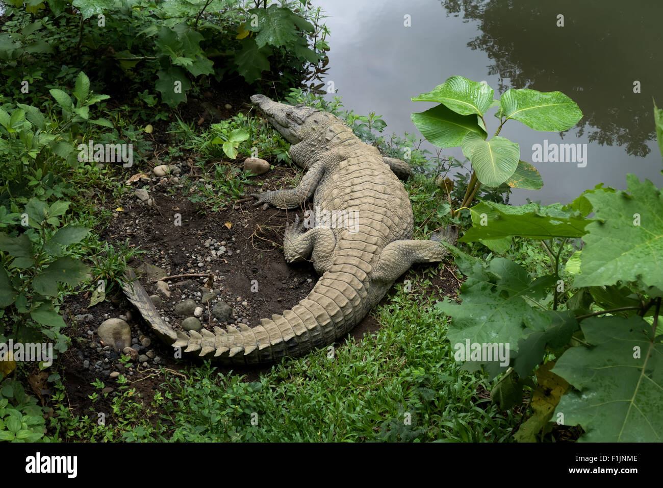 Costa rica animal rescue center -Fotos und -Bildmaterial in hoher ...