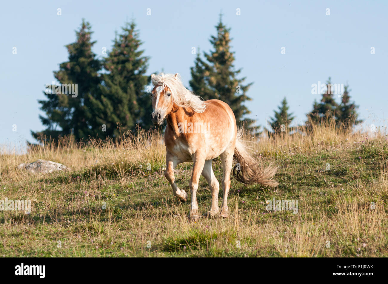 Haflinger horse in gallop -Fotos und -Bildmaterial in hoher Auflösung – Alamy