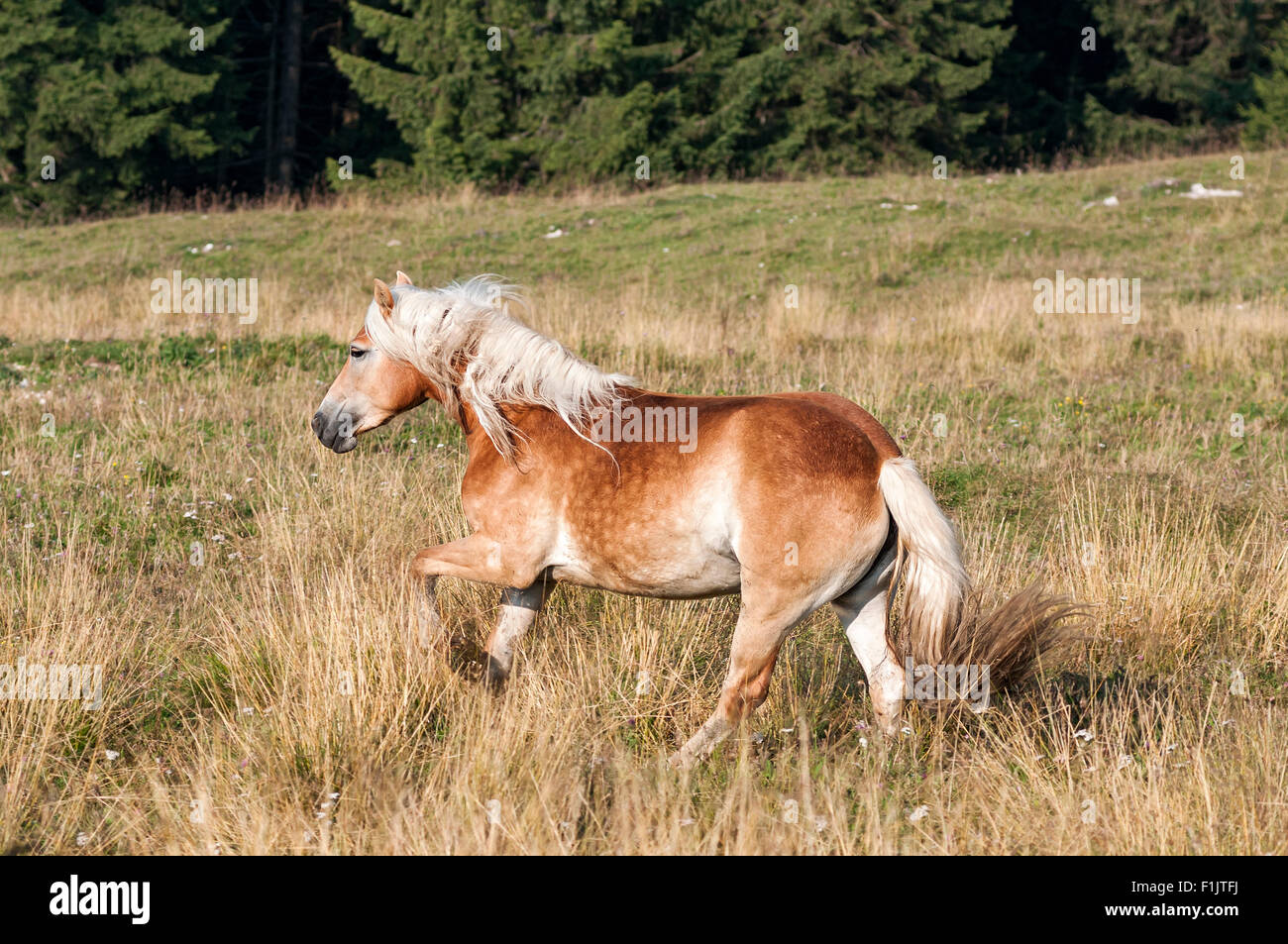 Haflinger horse in gallop -Fotos und -Bildmaterial in hoher Auflösung – Alamy