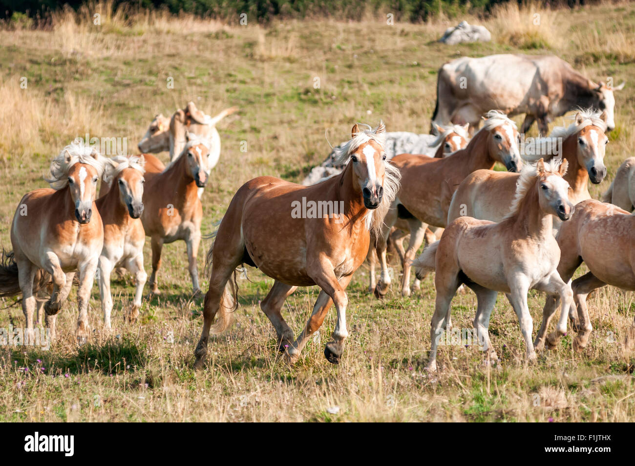 Herde von Haflinger Stuten und Fohlen laufen in den Bergen ...