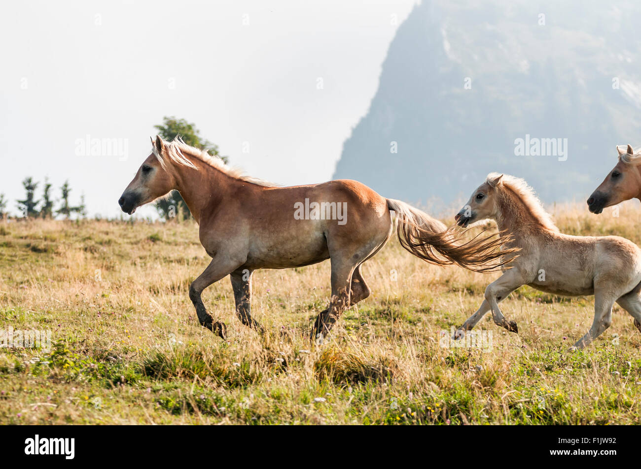Herde von Haflinger Stuten und Fohlen laufen in den Bergen ...