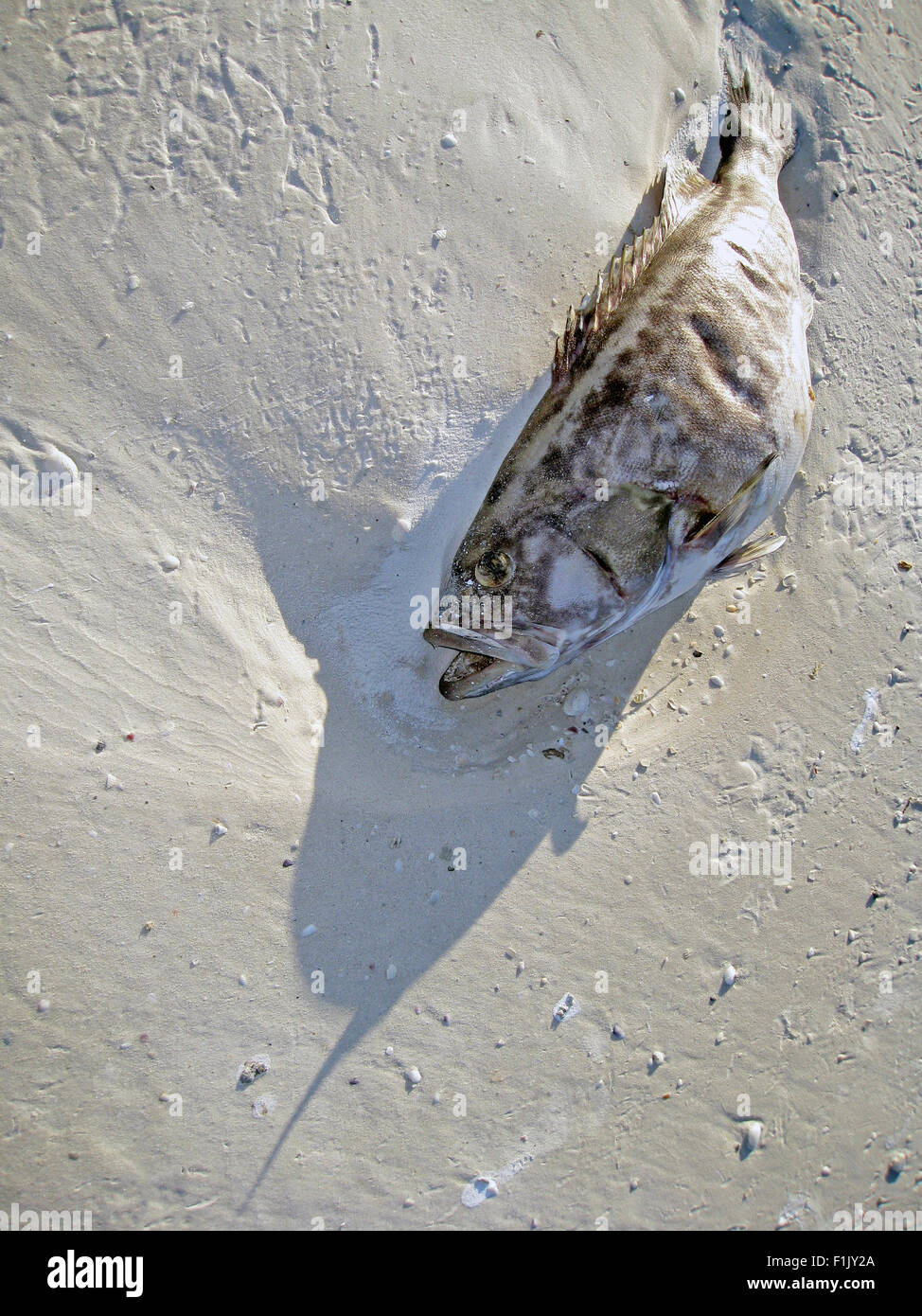 Einer von Hunderten von Fisch aus dem Golf von Mexiko getötet durch ... Einer von Hunderten von Fisch aus dem Golf von Mexiko getötet durch ...