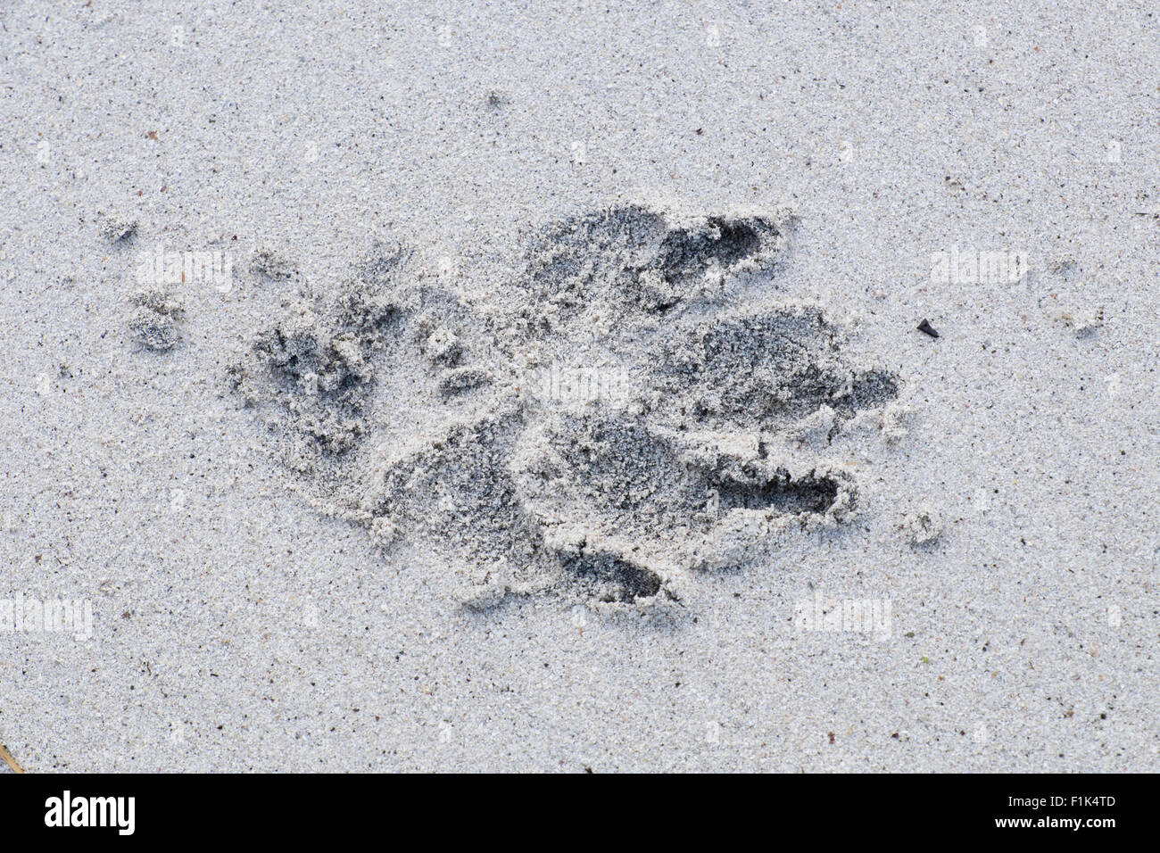 Otter Track Stockfotos und -bilder Kaufen - Alamy