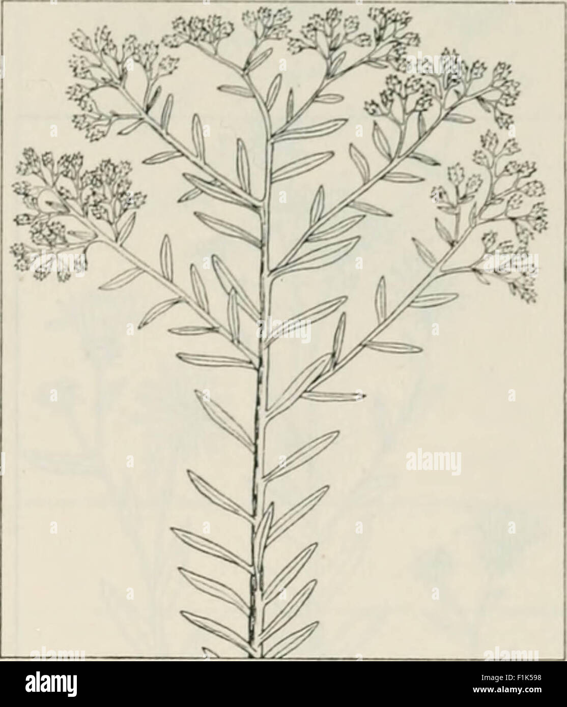 Geschichte des drogenkonsums -Fotos und -Bildmaterial in hoher ...