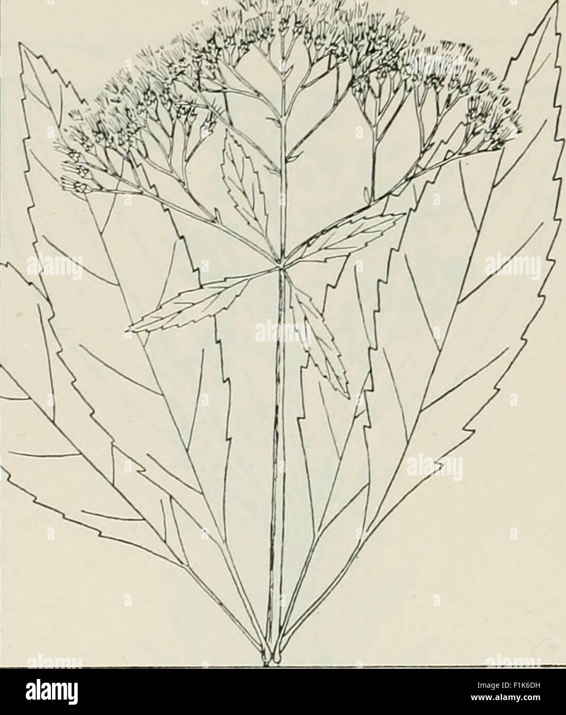 Geschichte des drogenkonsums -Fotos und -Bildmaterial in hoher ...