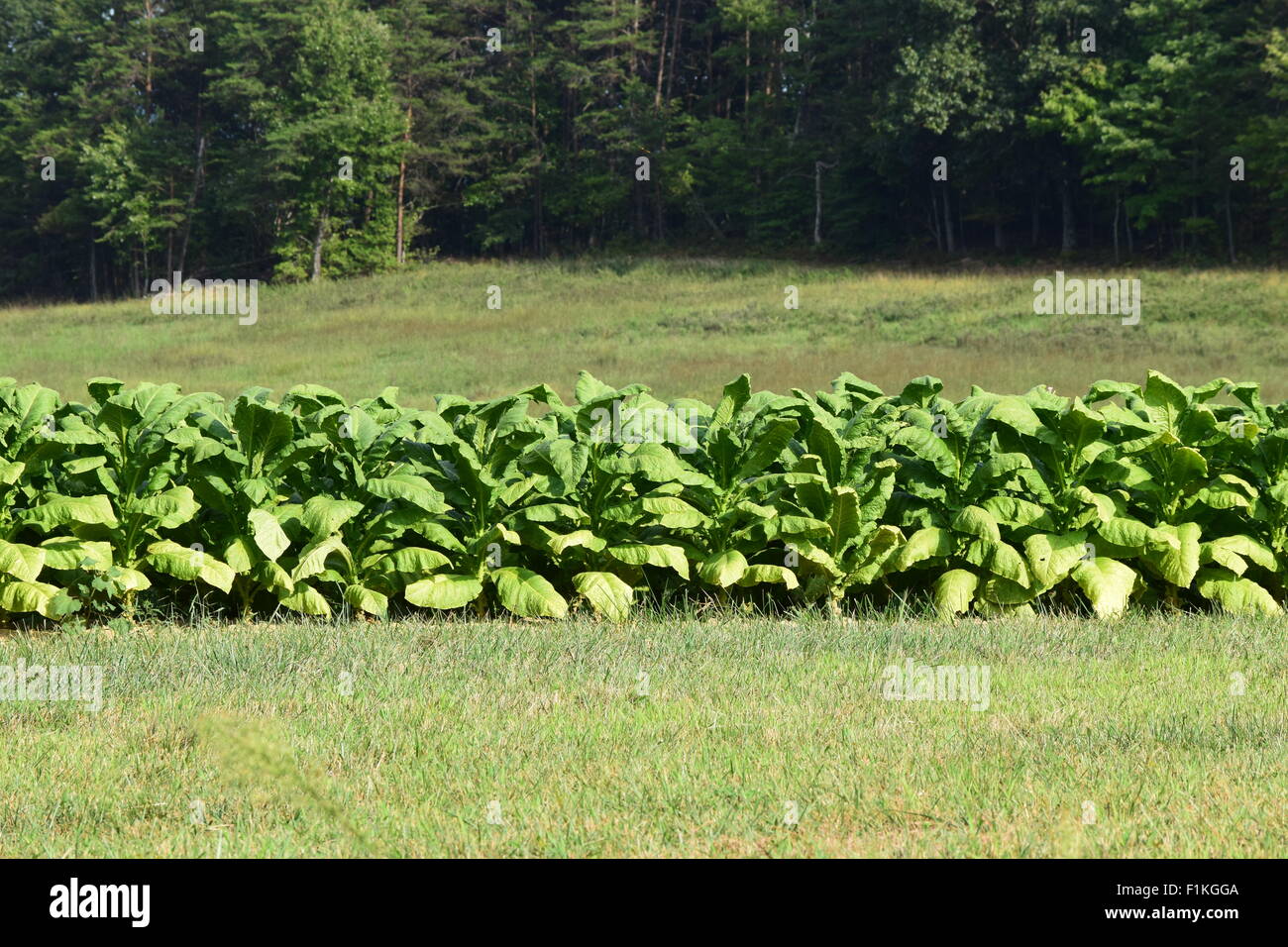 Tabak field -Fotos und -Bildmaterial in hoher Auflösung – Alamy