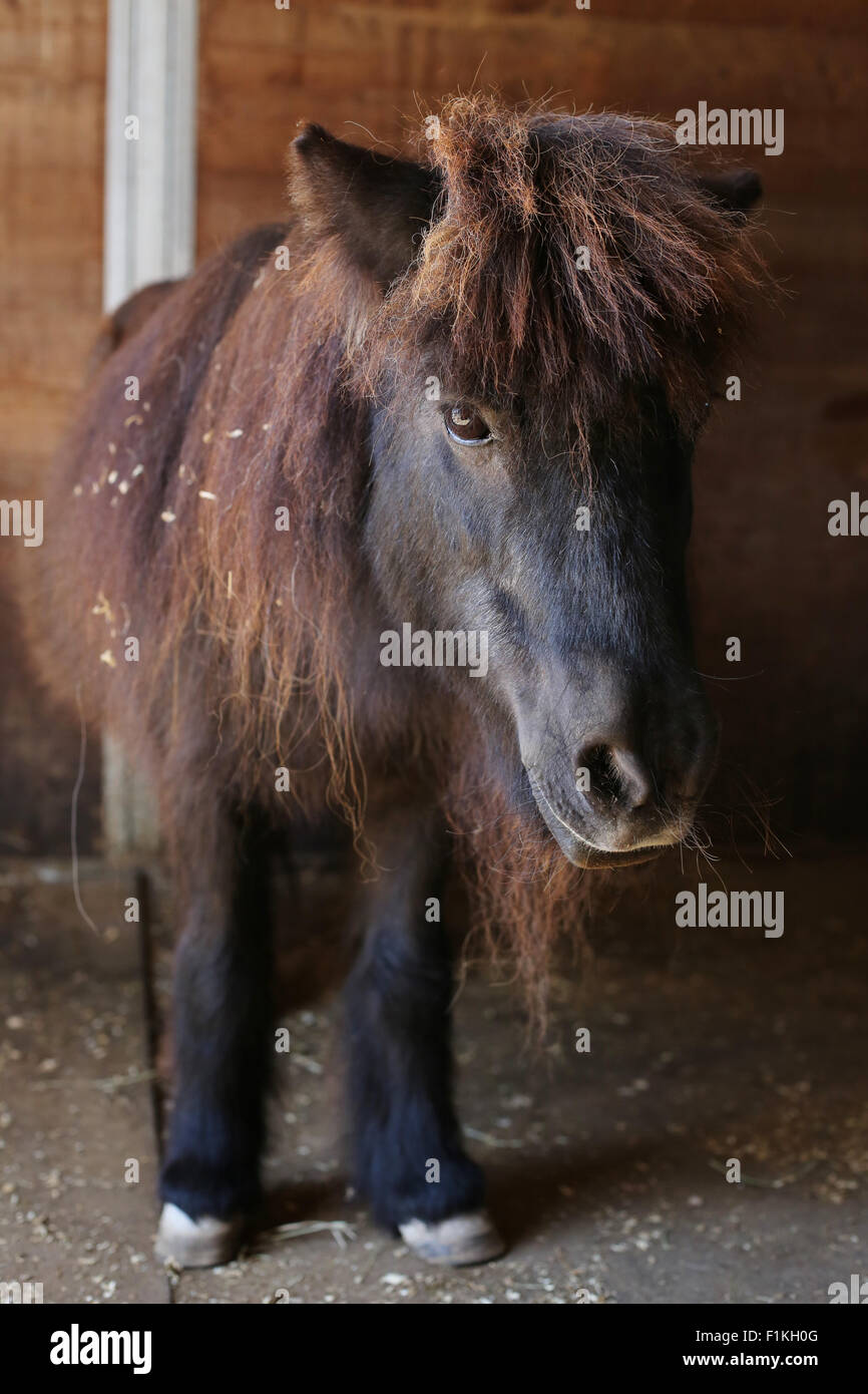 Stehendes pferd in einem stall -Fotos und -Bildmaterial in hoher ...