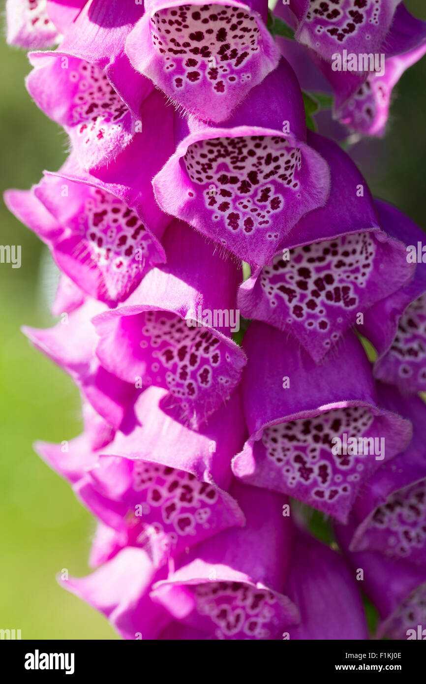 Digitalis roter fingerhut -Fotos und -Bildmaterial in hoher Auflösung ...