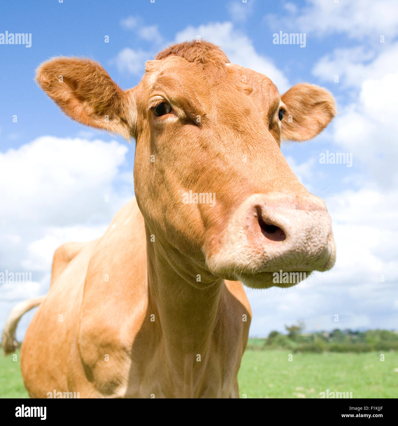 Guernsey kuh melken -Fotos und -Bildmaterial in hoher Auflösung – Alamy