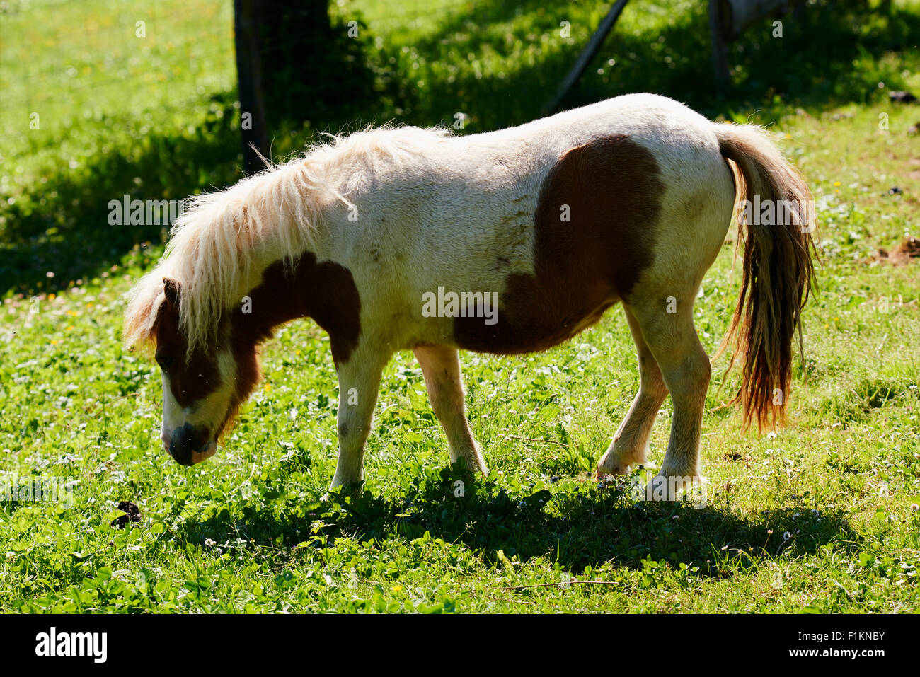 Lustige ponys -Fotos und -Bildmaterial in hoher Auflösung – Alamy