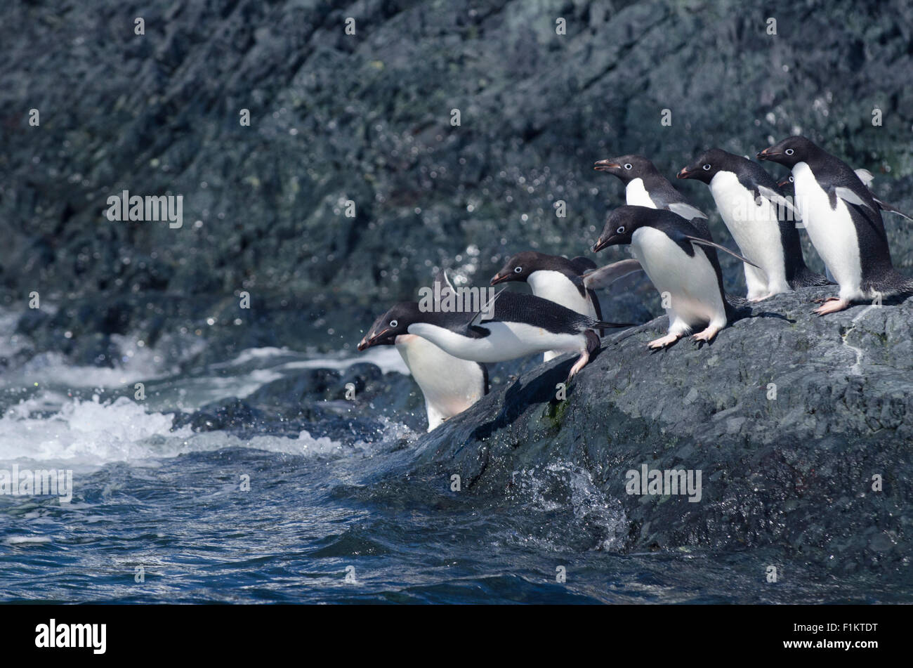 Pinguine springen wasser Stockfotos und -bilder Kaufen - Alamy