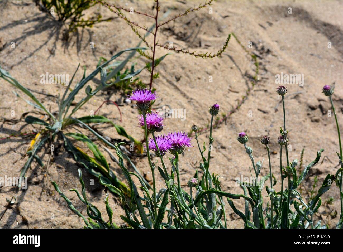 Blumen am strand -Fotos und -Bildmaterial in hoher Auflösung – Alamy