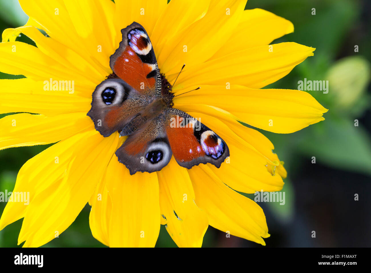 Peacock Motte, Pfau, Besuch einer Blume, Tagpfauenauge, Inachis Io ...