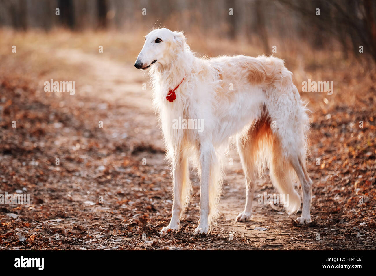 Russischer wolfhund -Fotos und -Bildmaterial in hoher Auflösung – Alamy