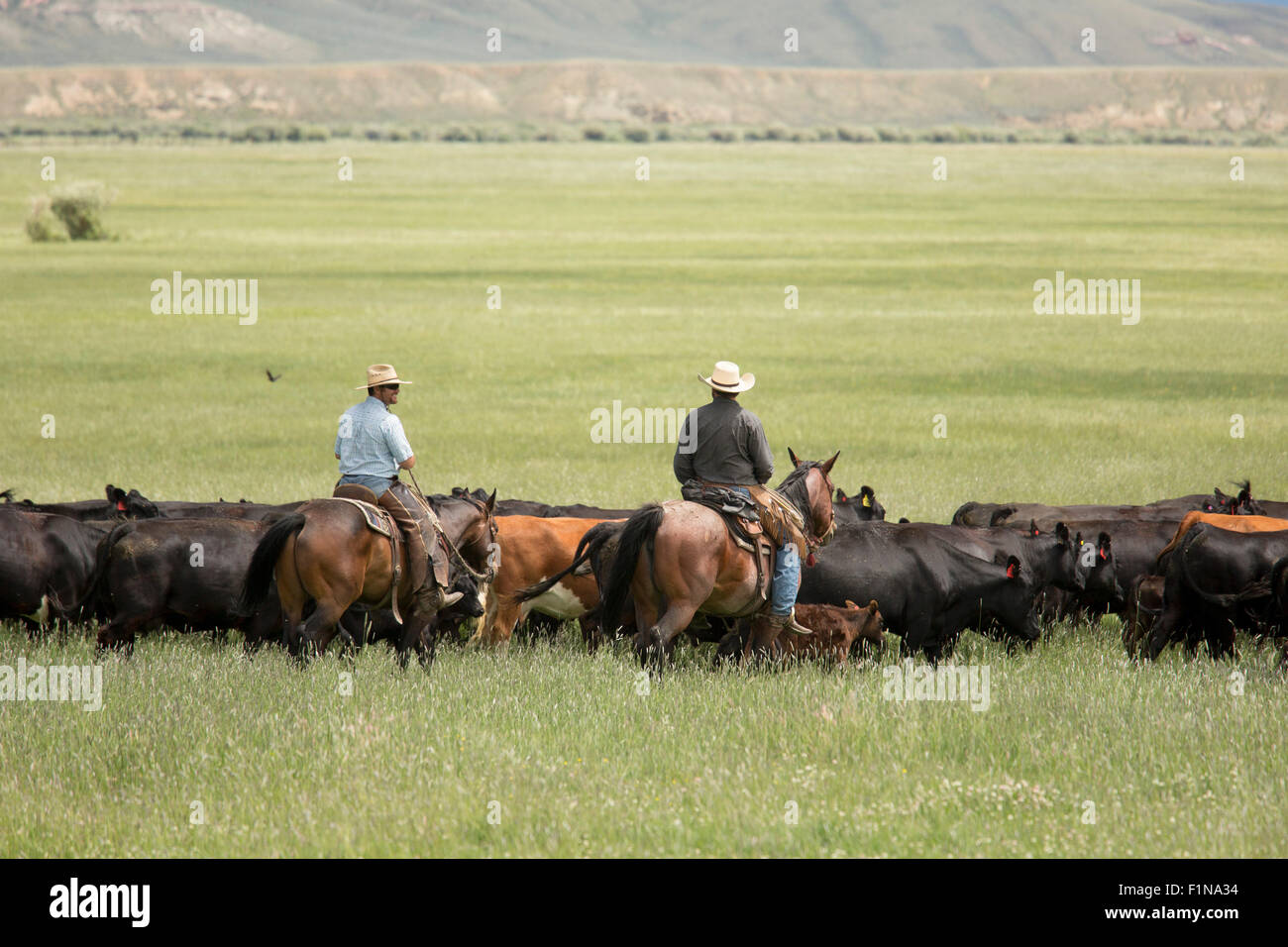 Colorado cowboys -Fotos und -Bildmaterial in hoher Auflösung – Alamy