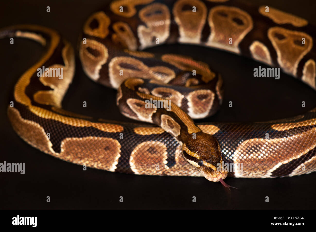 Leere amazonas -Fotos und -Bildmaterial in hoher Auflösung – Alamy