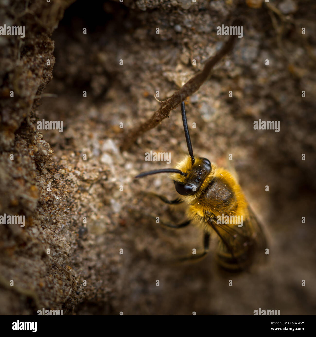 Bienen Nest Stockfotos und -bilder Kaufen - Alamy