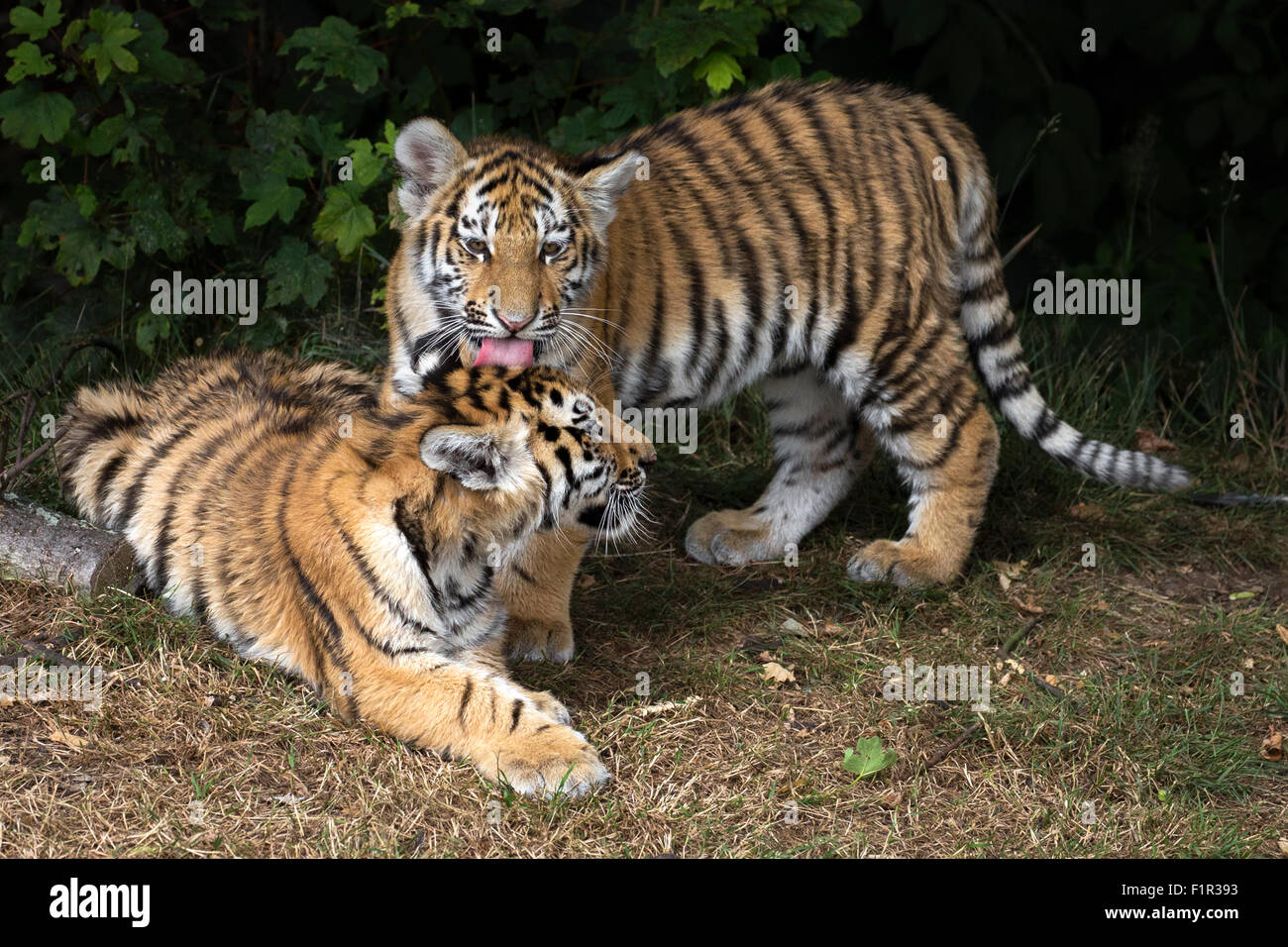 4 Monate Alter Tiger Stockfotos und -bilder Kaufen - Alamy