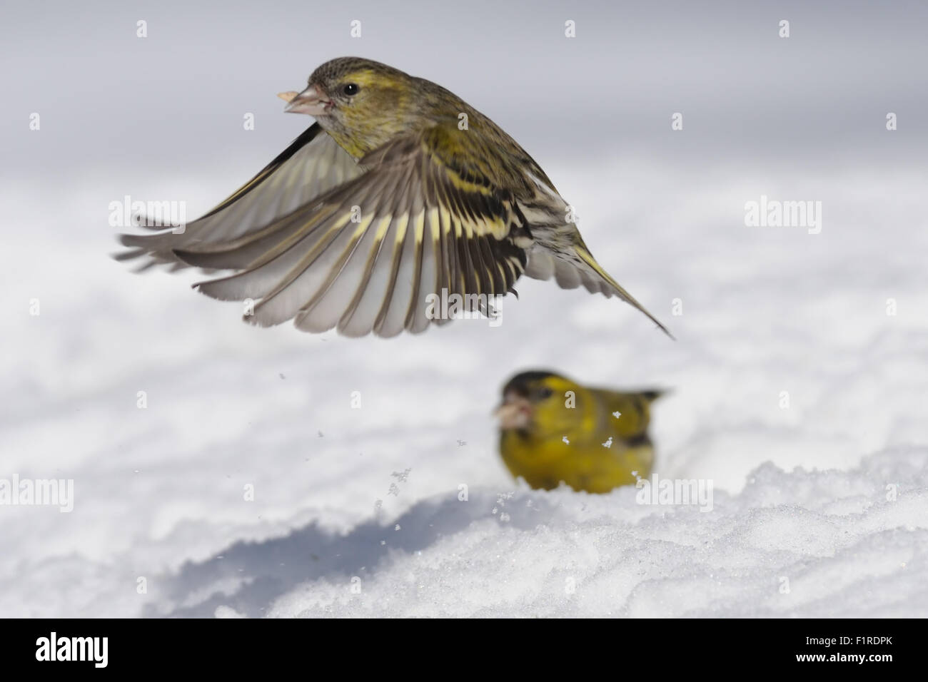 Bergfink fliegen -Fotos und -Bildmaterial in hoher Auflösung – Alamy