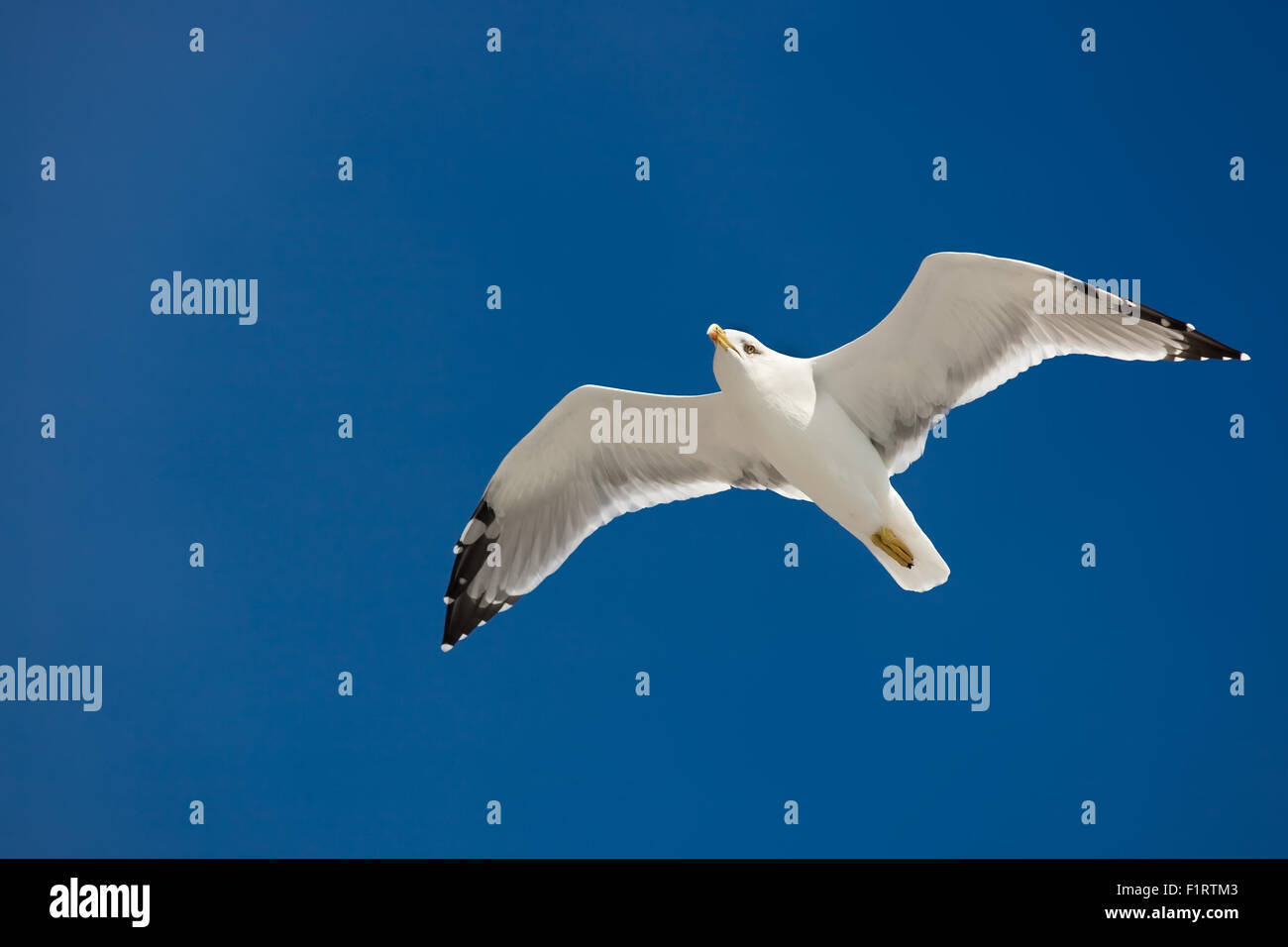 Freiheit fliegen Stockfotos und -bilder Kaufen - Alamy