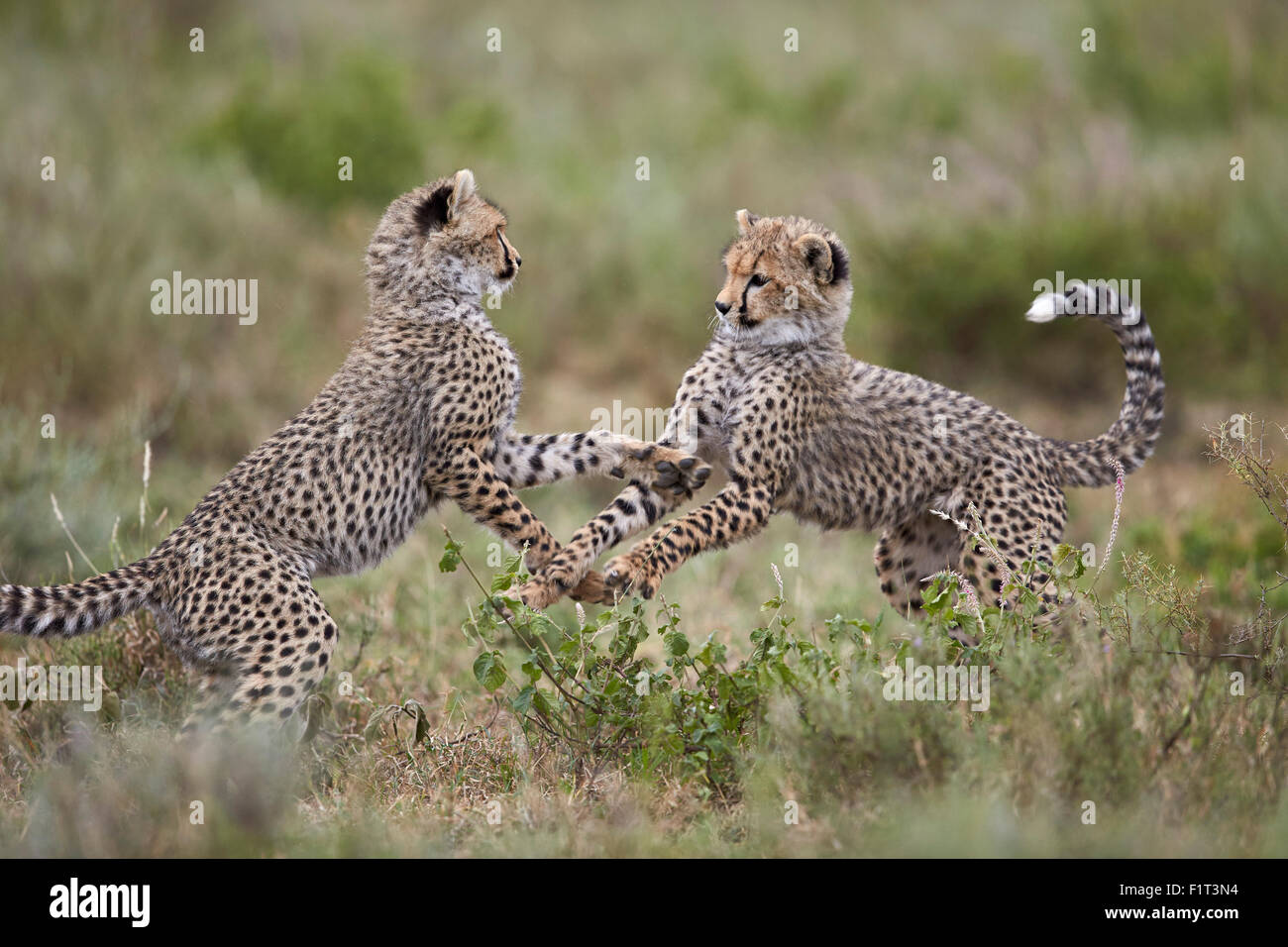 Gepard (Acinonyx Jubatus) jungen spielen, Serengeti Nationalpark ...