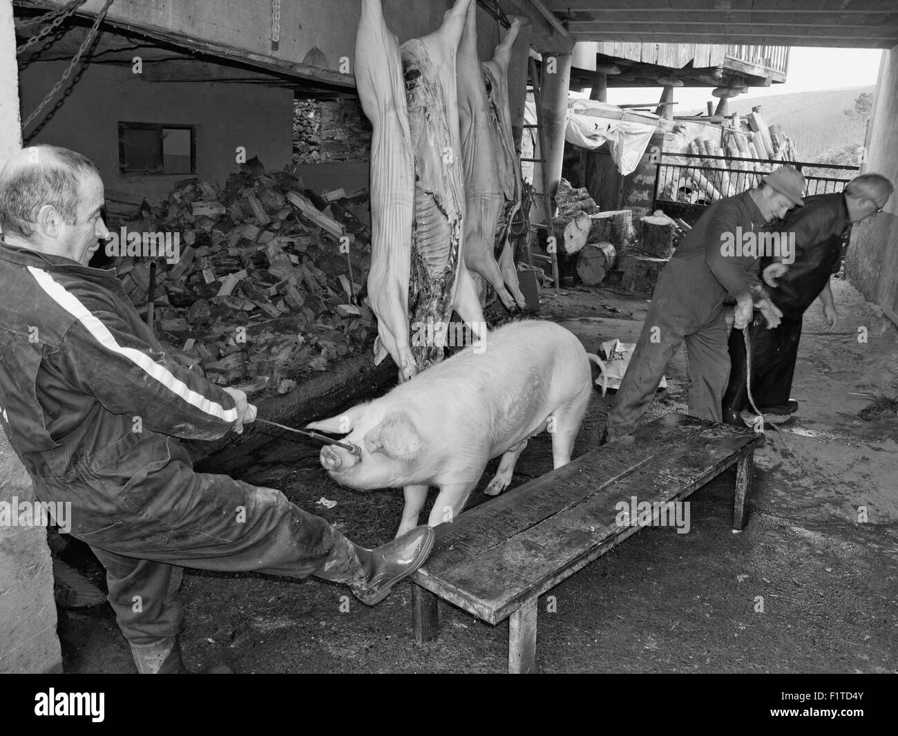 Traditionelle schweineschlachtung Schwarzweiß-Stockfotos und -bilder ...