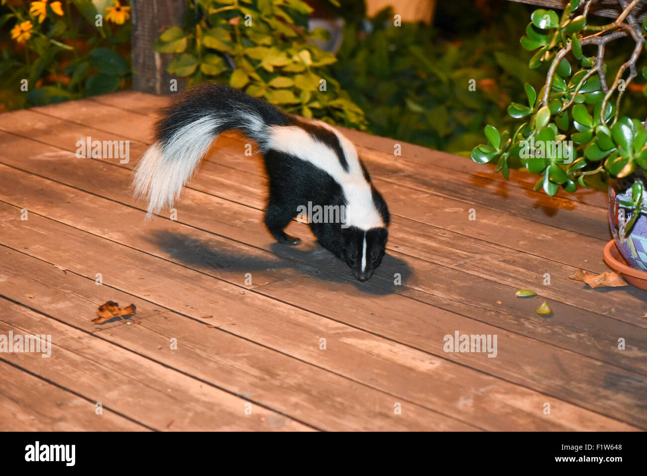 Das stinktier -Fotos und -Bildmaterial in hoher Auflösung – Alamy